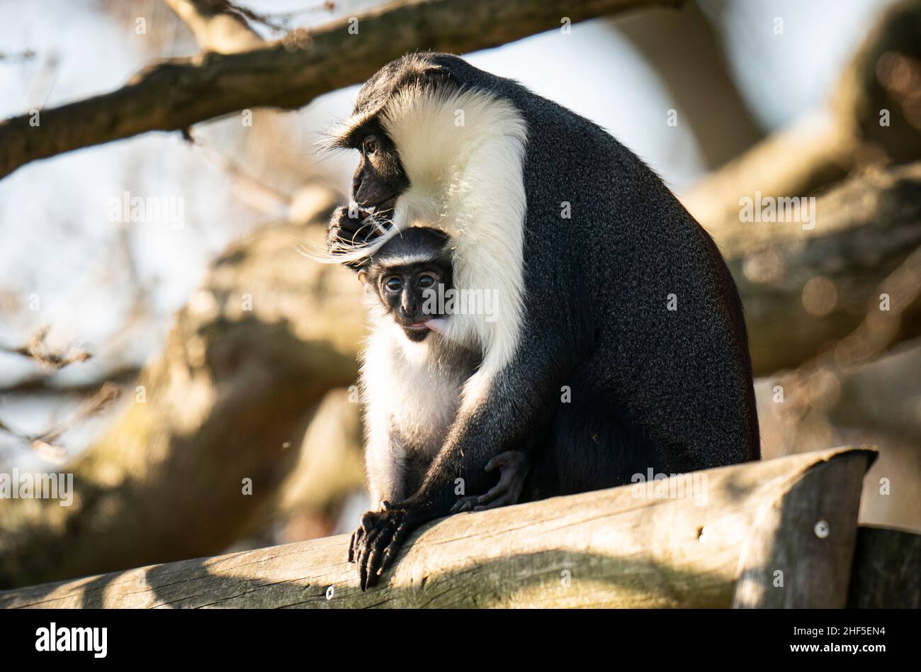 Roloway monkey Kayla with her six-week-old newborn son Dassioko who was ...