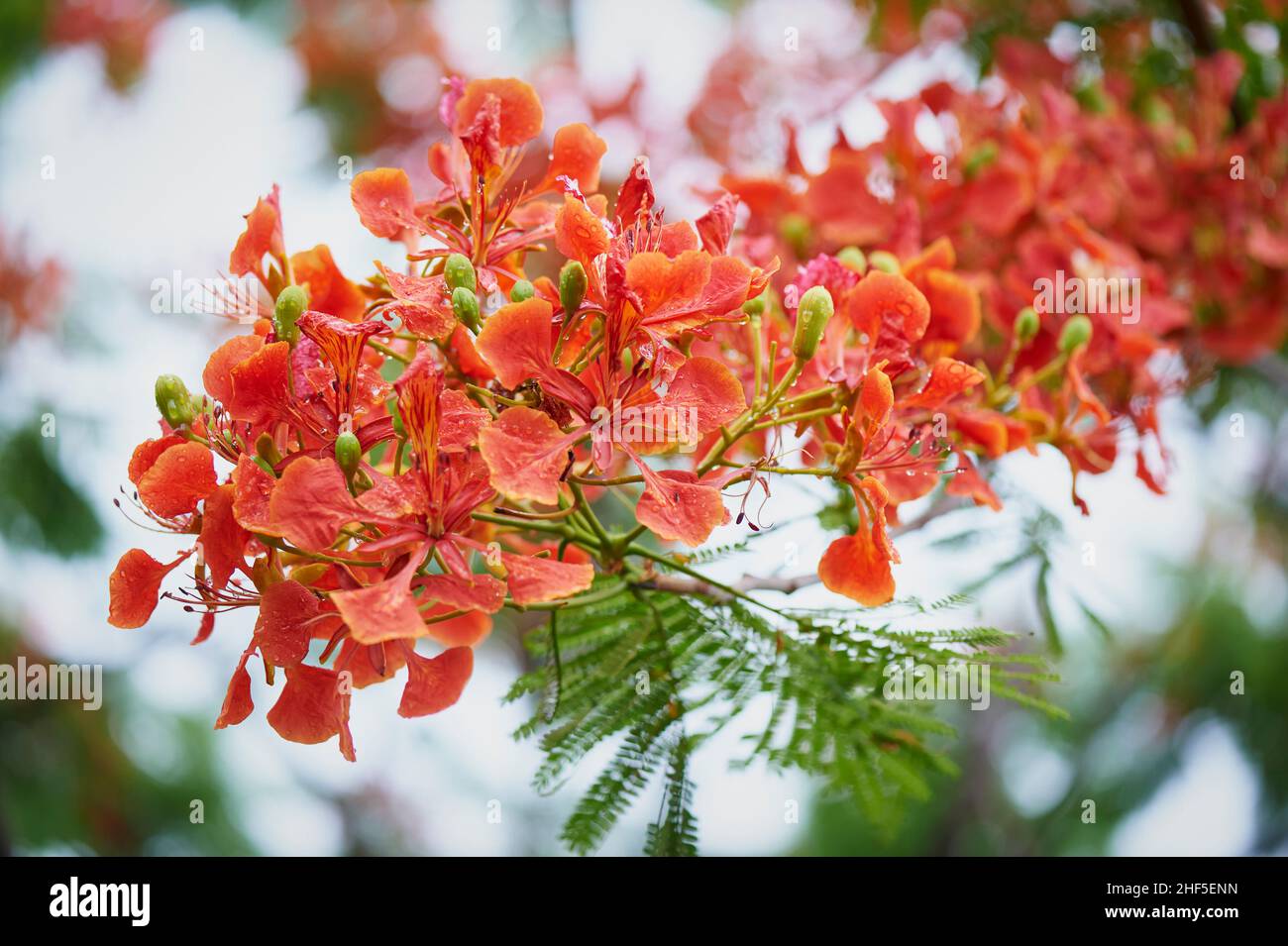 Flamboyant, Royal poinciana, Mohur tree Stock Photo - Alamy