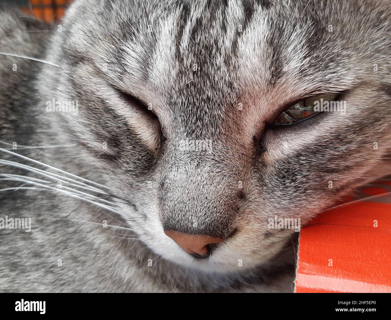 Sleepy pet hi-res stock photography and images - Alamy