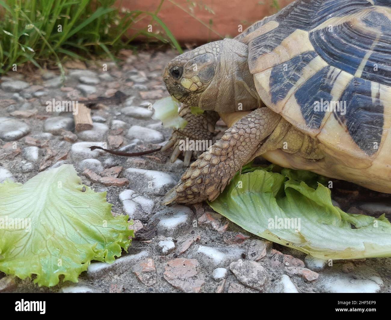 Domestic turtle that eats salad Stock Photo - Alamy