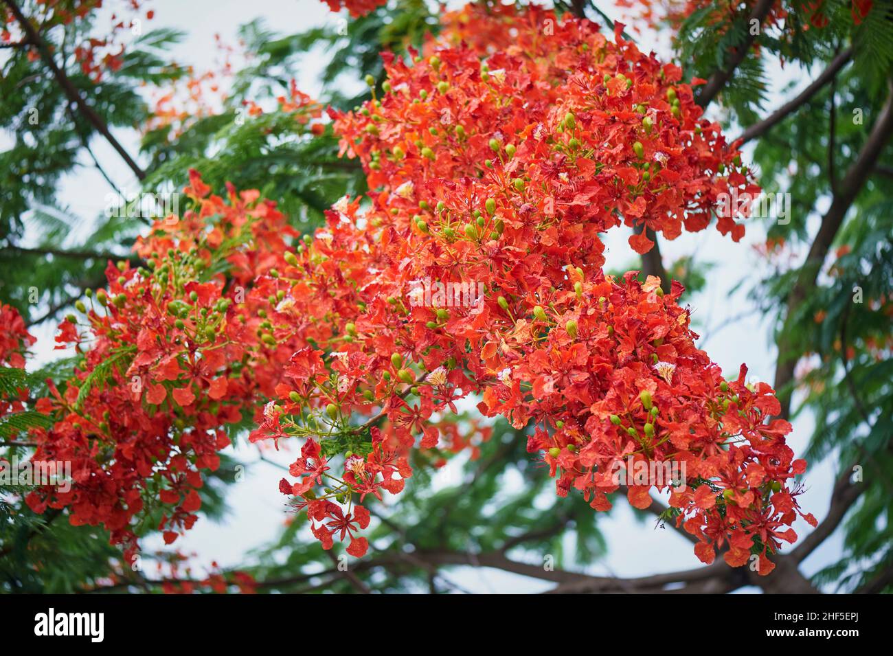 Dwarf poinciana tree hi-res stock photography and images - Alamy