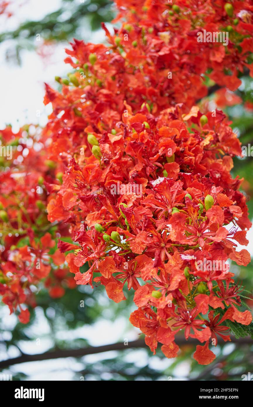 Royal poinciana barbados hi-res stock photography and images - Alamy