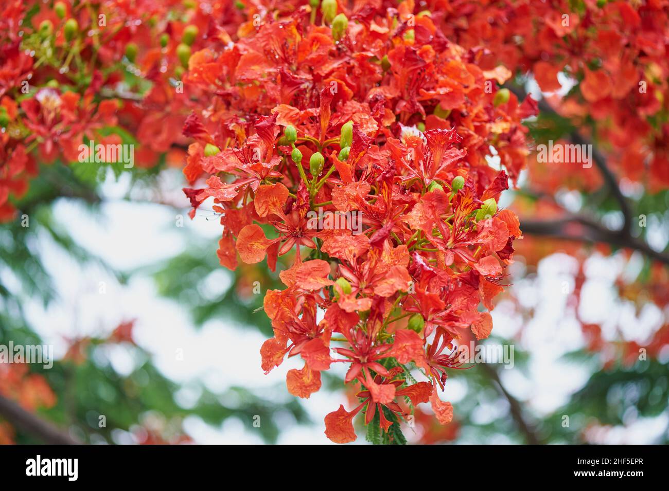 Flamboyant tree flower hi-res stock photography and images - Alamy