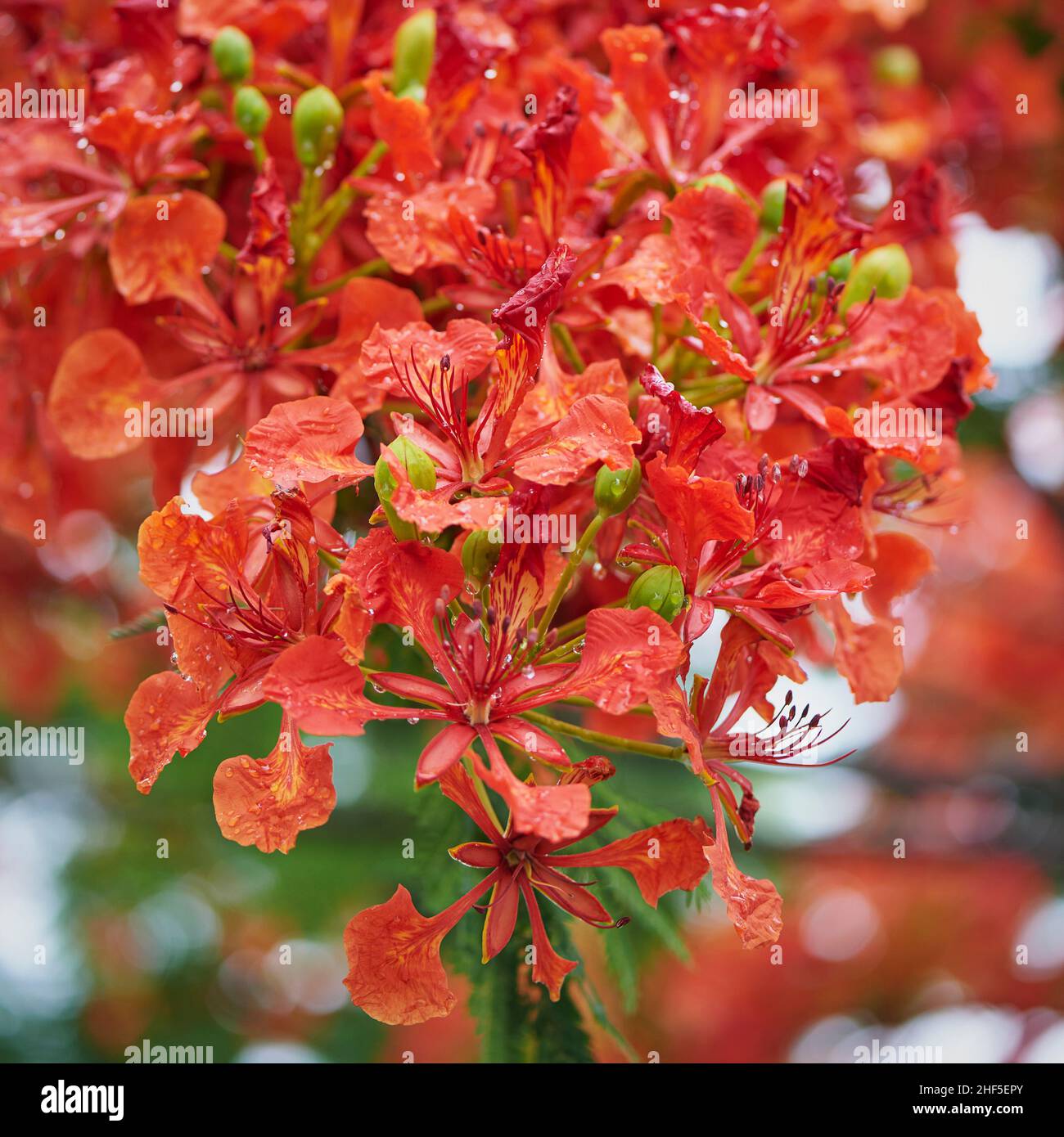 Dwarf poinciana tree hi-res stock photography and images - Alamy