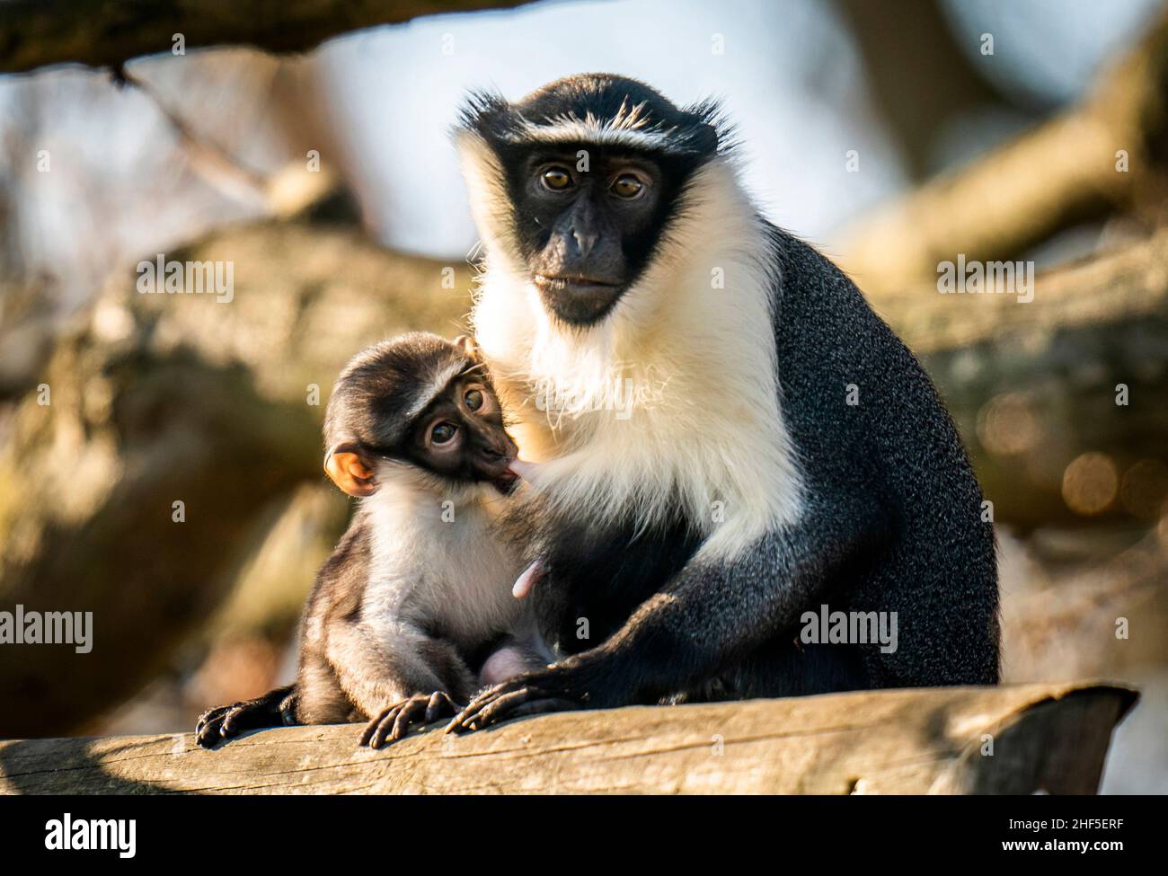 Roloway monkey Kayla with her six-week-old newborn son Dassioko who was born at the Yorkshire ...