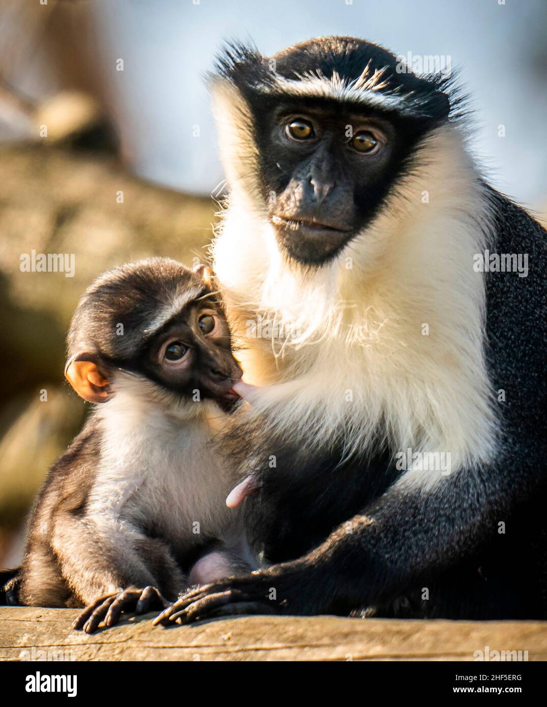 Roloway monkey Kayla with her six-week-old newborn son Dassioko who was ...