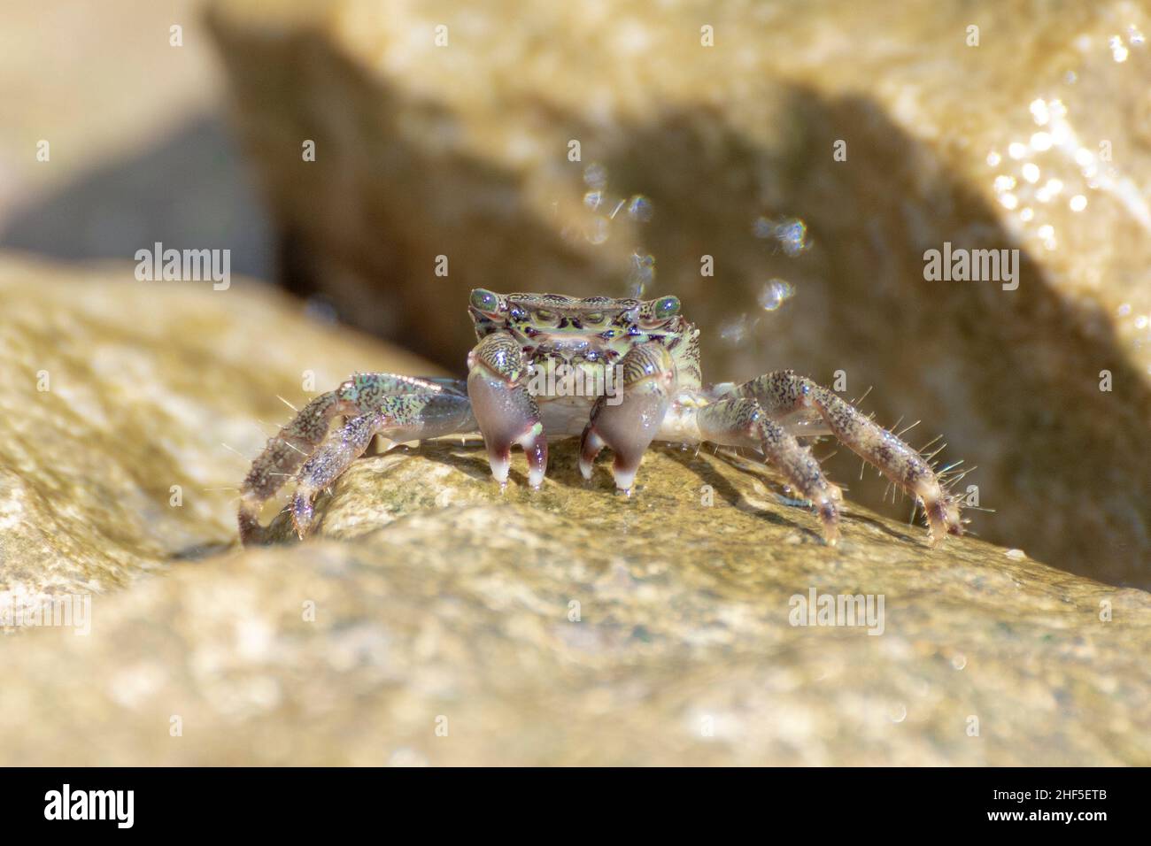 Characteristic specimen of Mediterranean crab on rocks Stock Photo - Alamy