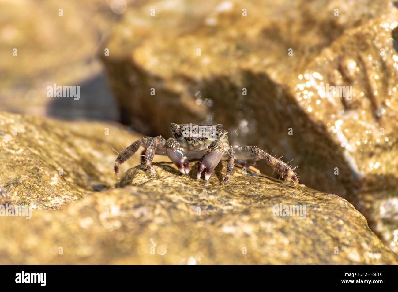 Characteristic specimen of Mediterranean crab on rocks Stock Photo - Alamy