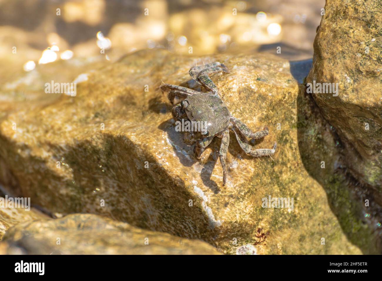 Characteristic specimen of Mediterranean crab on rocks Stock Photo - Alamy
