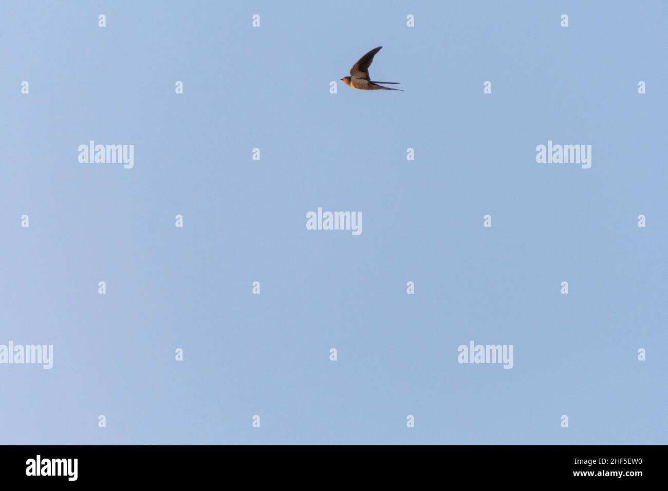 Swallow flying hi-res stock photography and images - Alamy