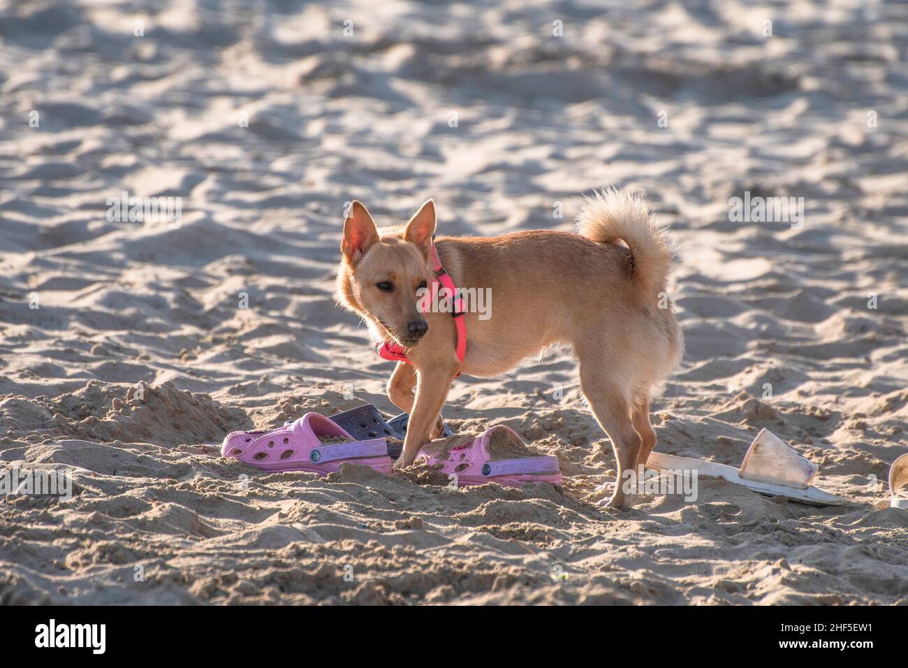 Little dog running and playing on the beach Stock Photo - Alamy