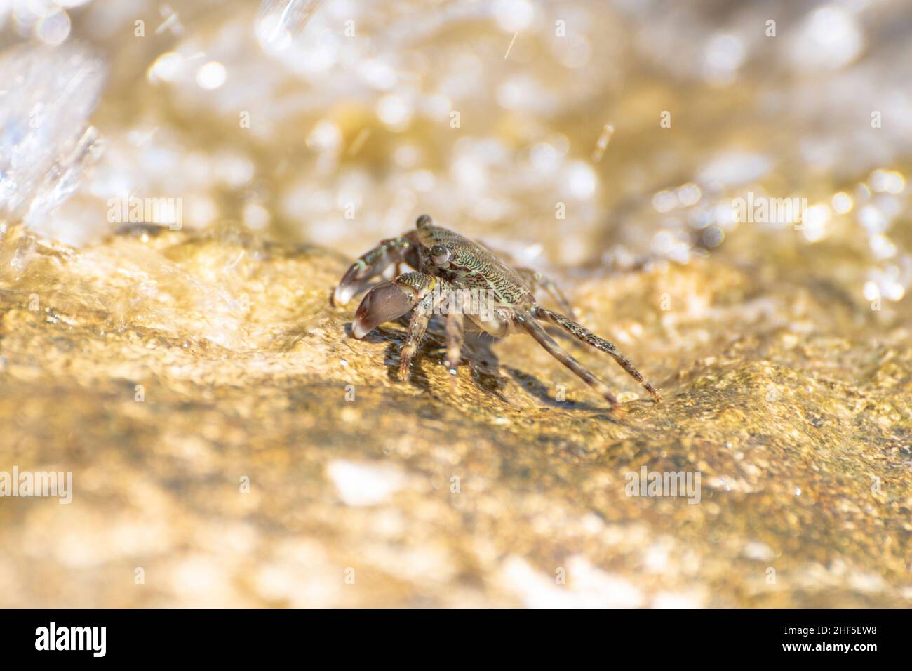 Characteristic specimen of Mediterranean crab on rocks Stock Photo - Alamy