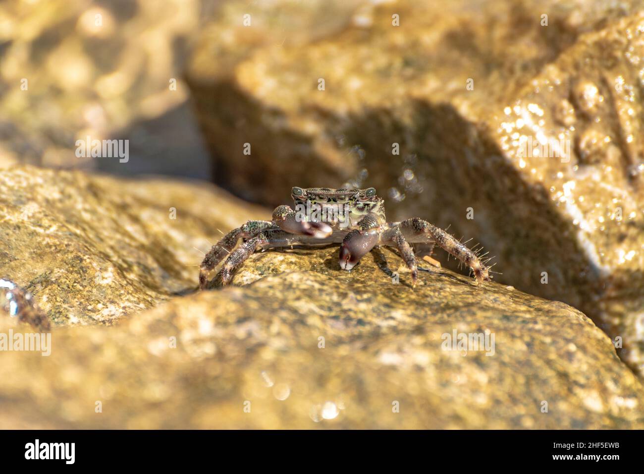 Characteristic specimen of Mediterranean crab on rocks Stock Photo - Alamy
