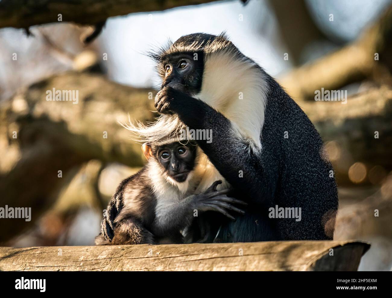 Roloway monkey Kayla with her six-week-old newborn son Dassioko who was ...