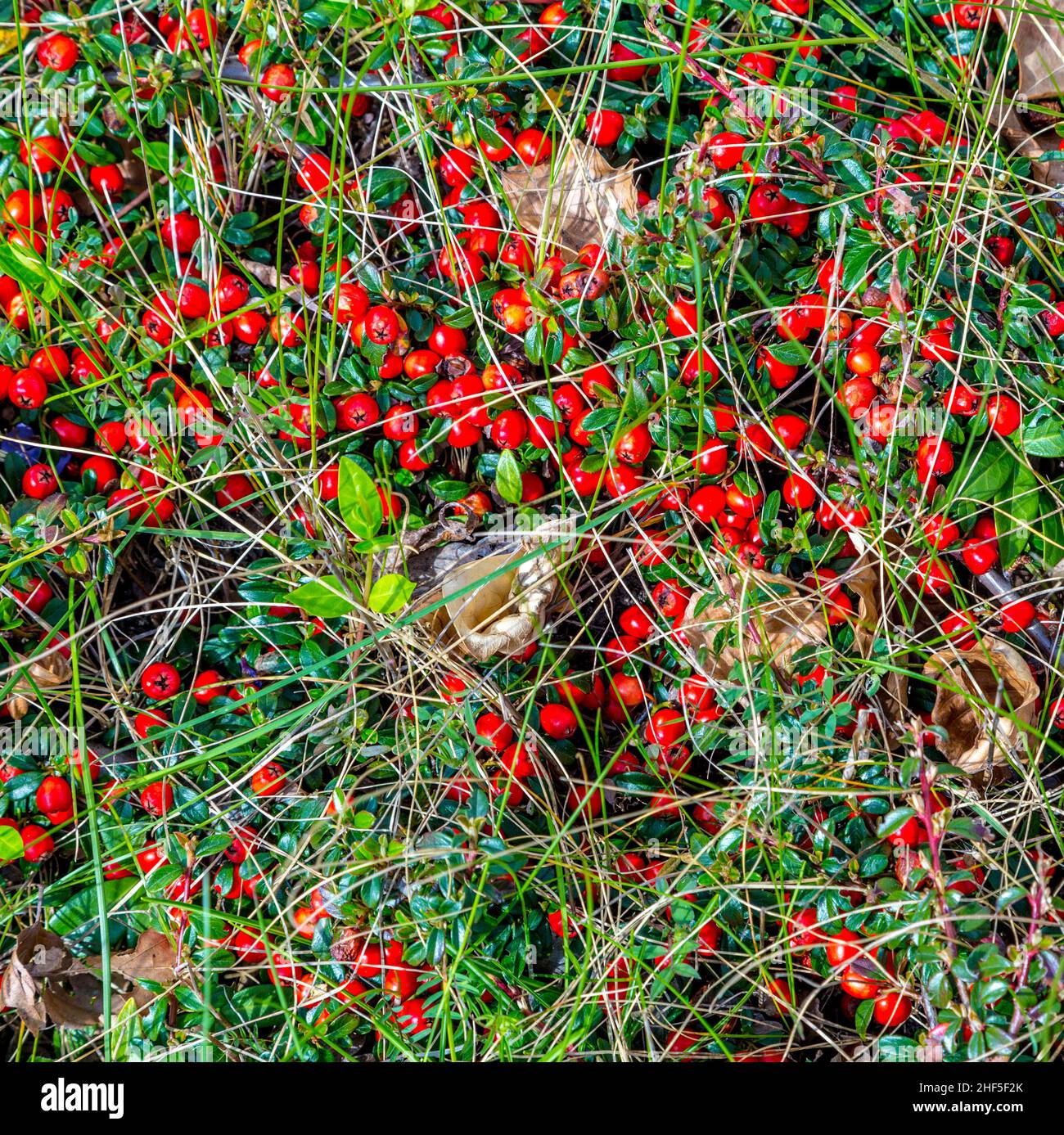 Berries grass hi-res stock photography and images - Alamy