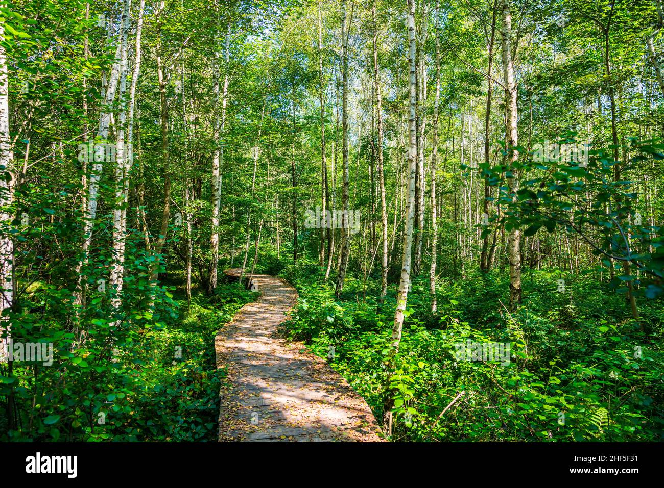 Walking ways in black forest hi-res stock photography and images - Alamy