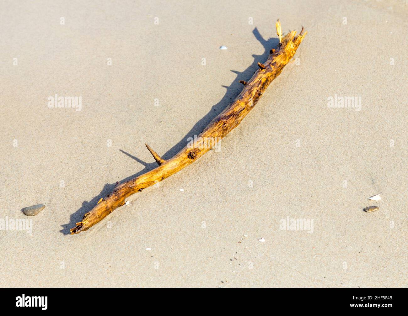 old rotten wooden root at the beach Stock Photo - Alamy