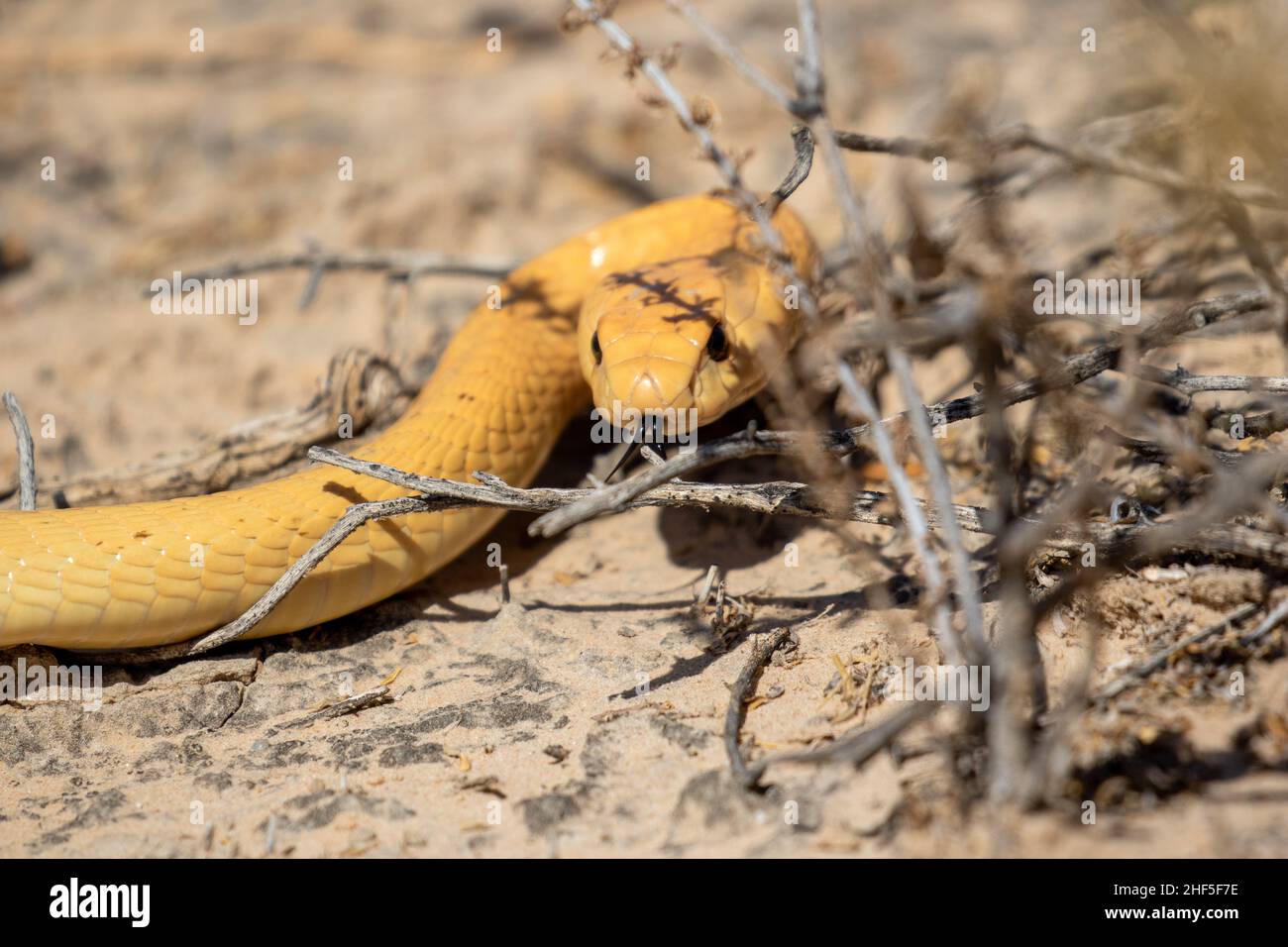 Cape Cobra in the Kgalagadi Stock Photo - Alamy