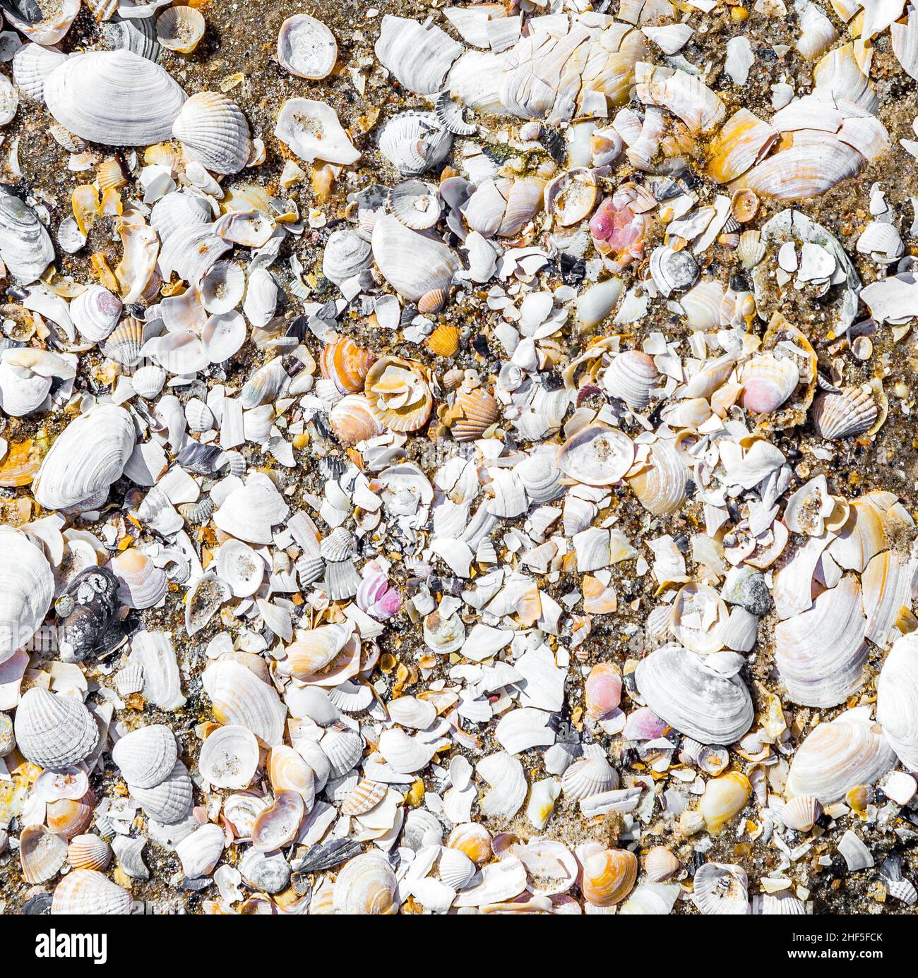 Sea shells in shallow water hi-res stock photography and images - Alamy