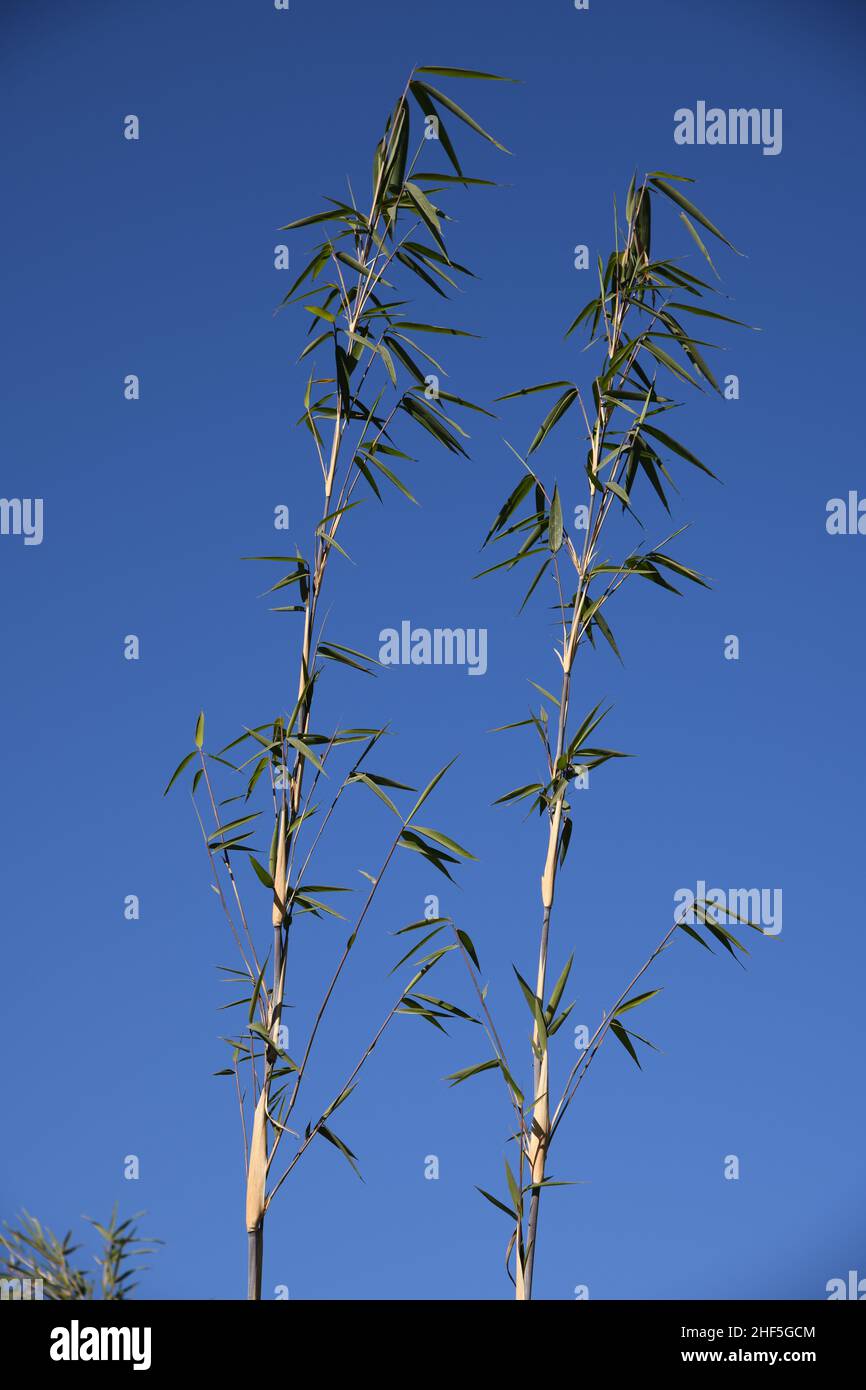 Kalimpong village hi-res stock photography and images - Alamy