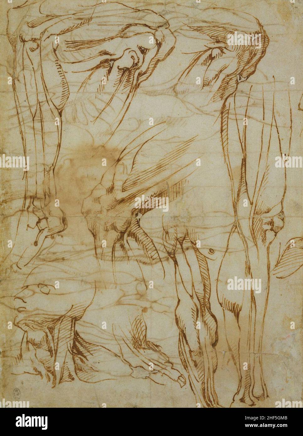 School of Michelangelo Buonarroti - Recto Anatomical studies of a male ...