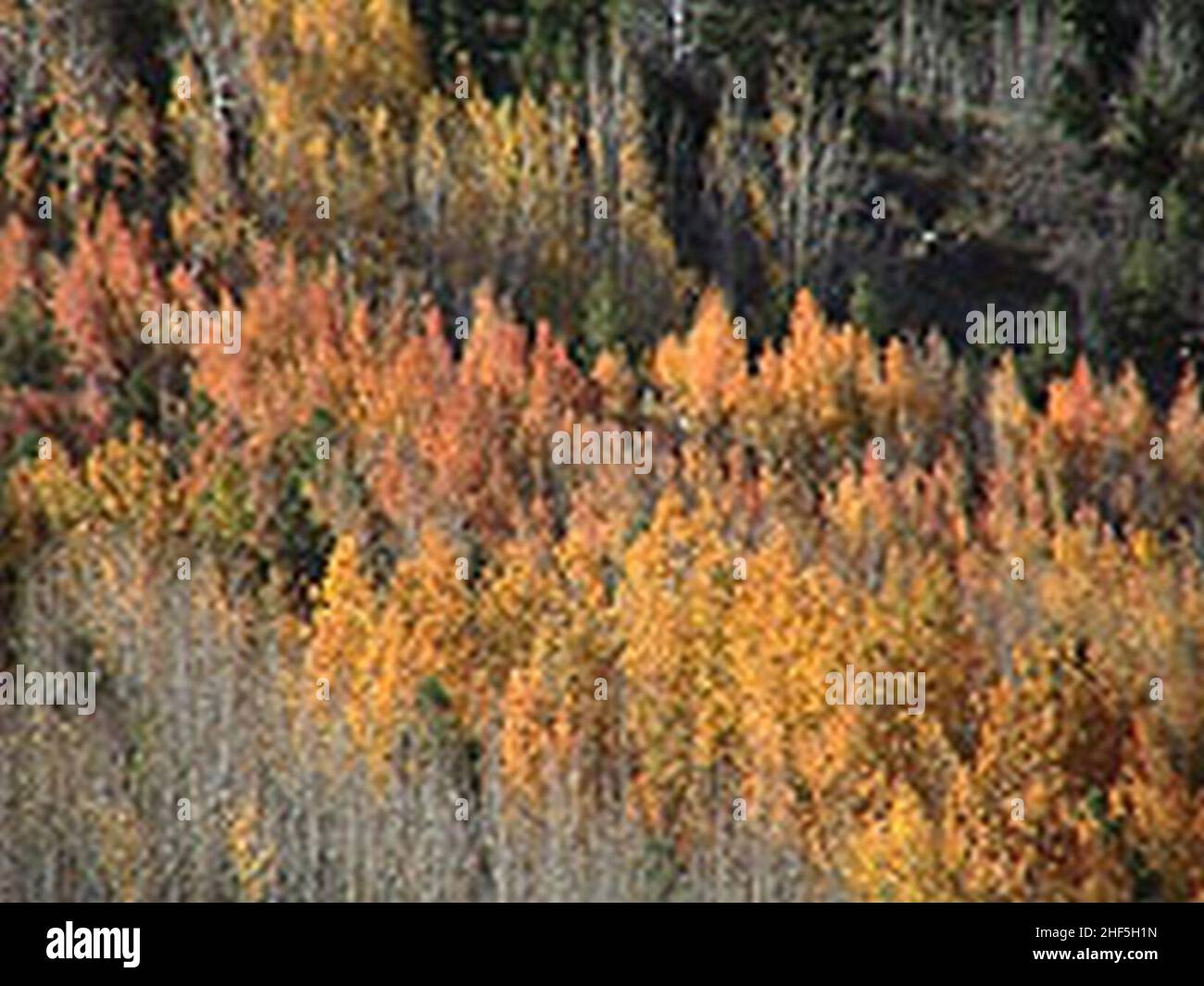 Scenic Byway 12 - Fall Foliage on Boulder Mountain Stock Photo - Alamy