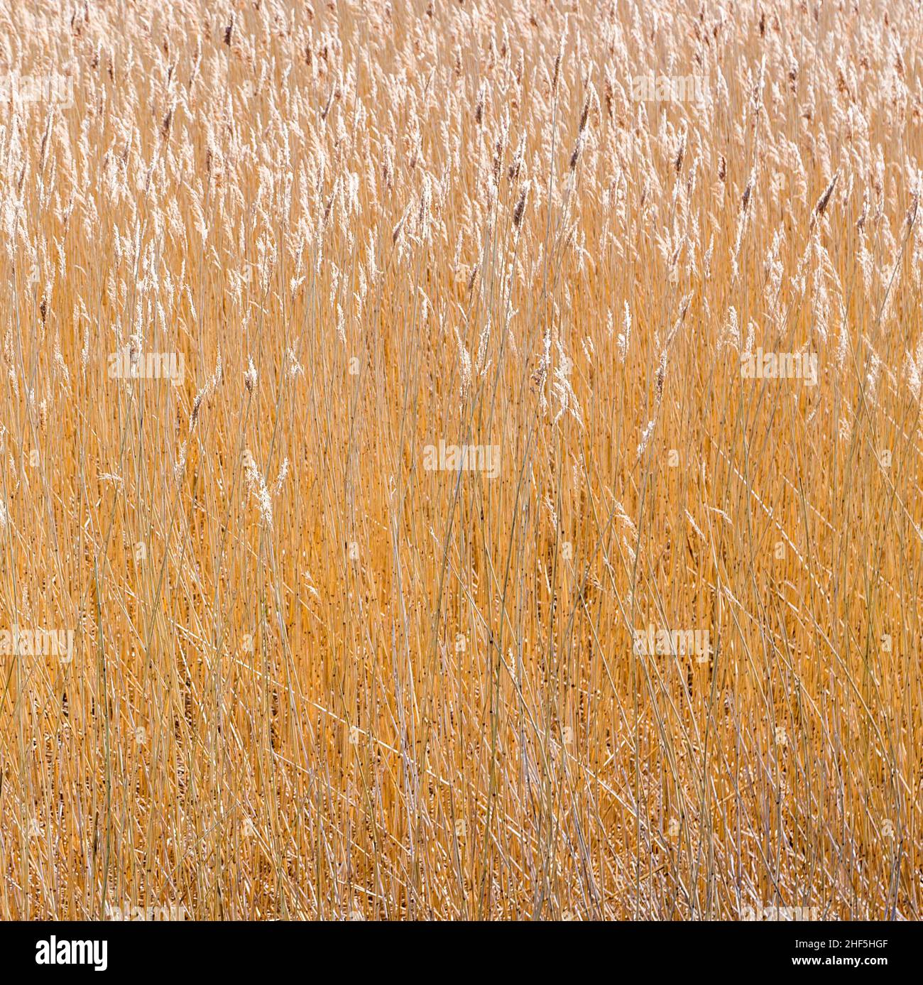 pattern of reed grass at the backwater Stock Photo - Alamy