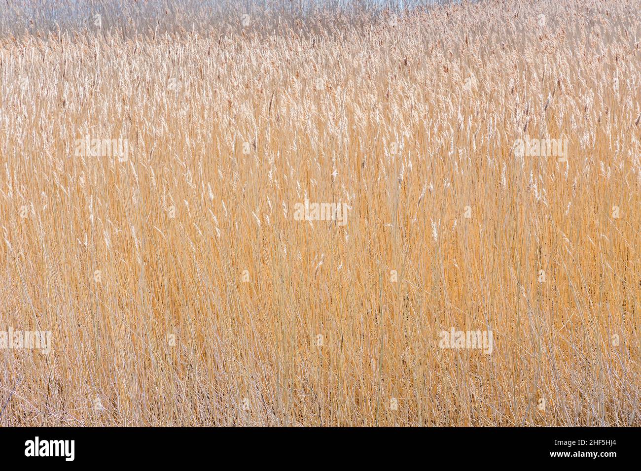 pattern of reed grass at the backwater Stock Photo - Alamy