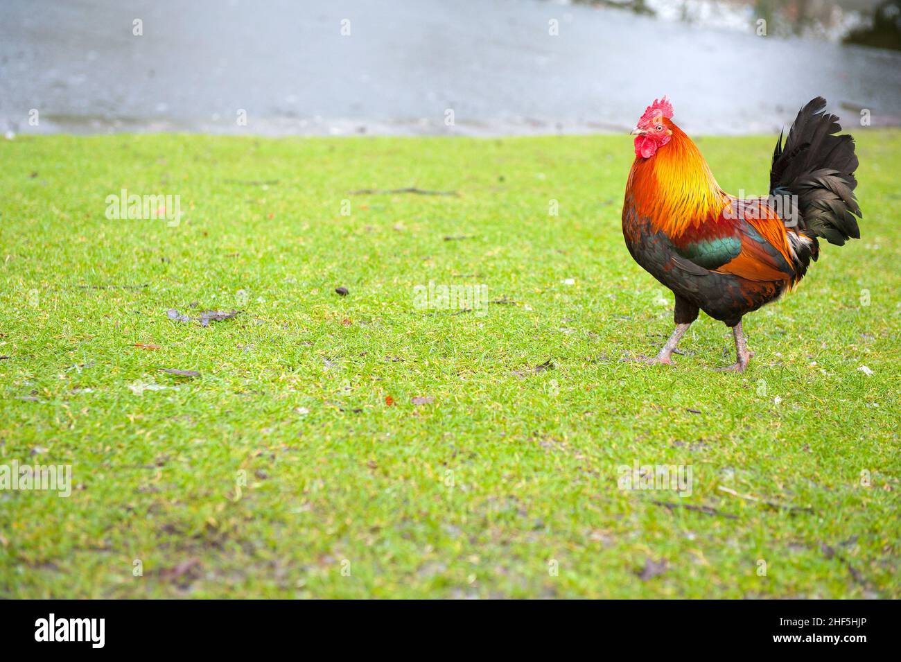Breda, Netherlands. Colorfull Rooster Chicken walking loose at City ...