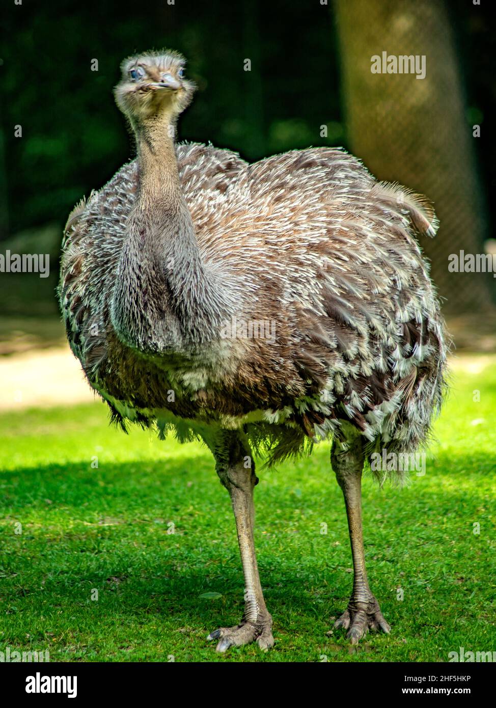 Emu at zoo flightless hi-res stock photography and images - Alamy