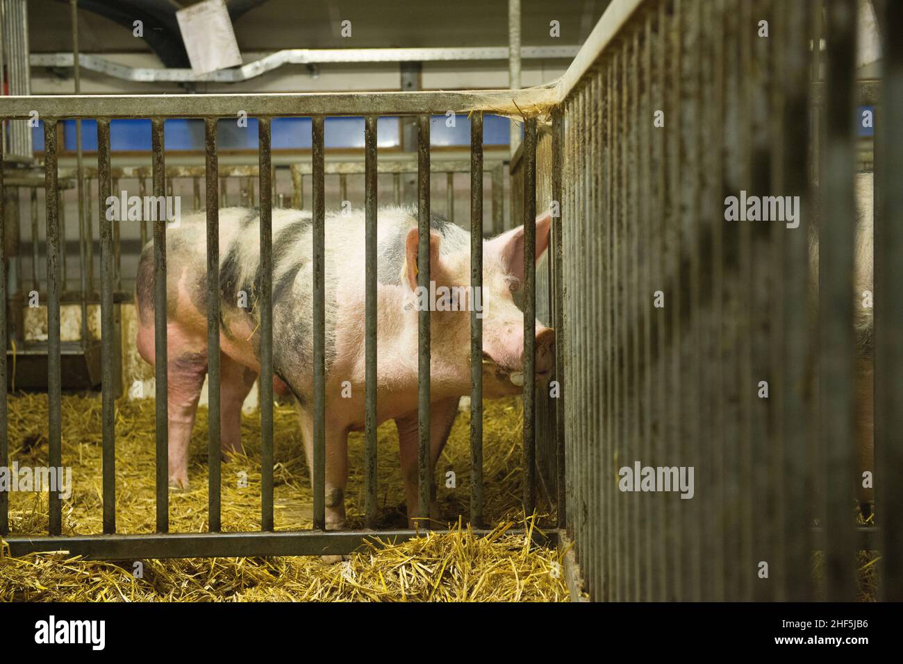 Hog breeding artificial insemination hi-res stock photography and ...