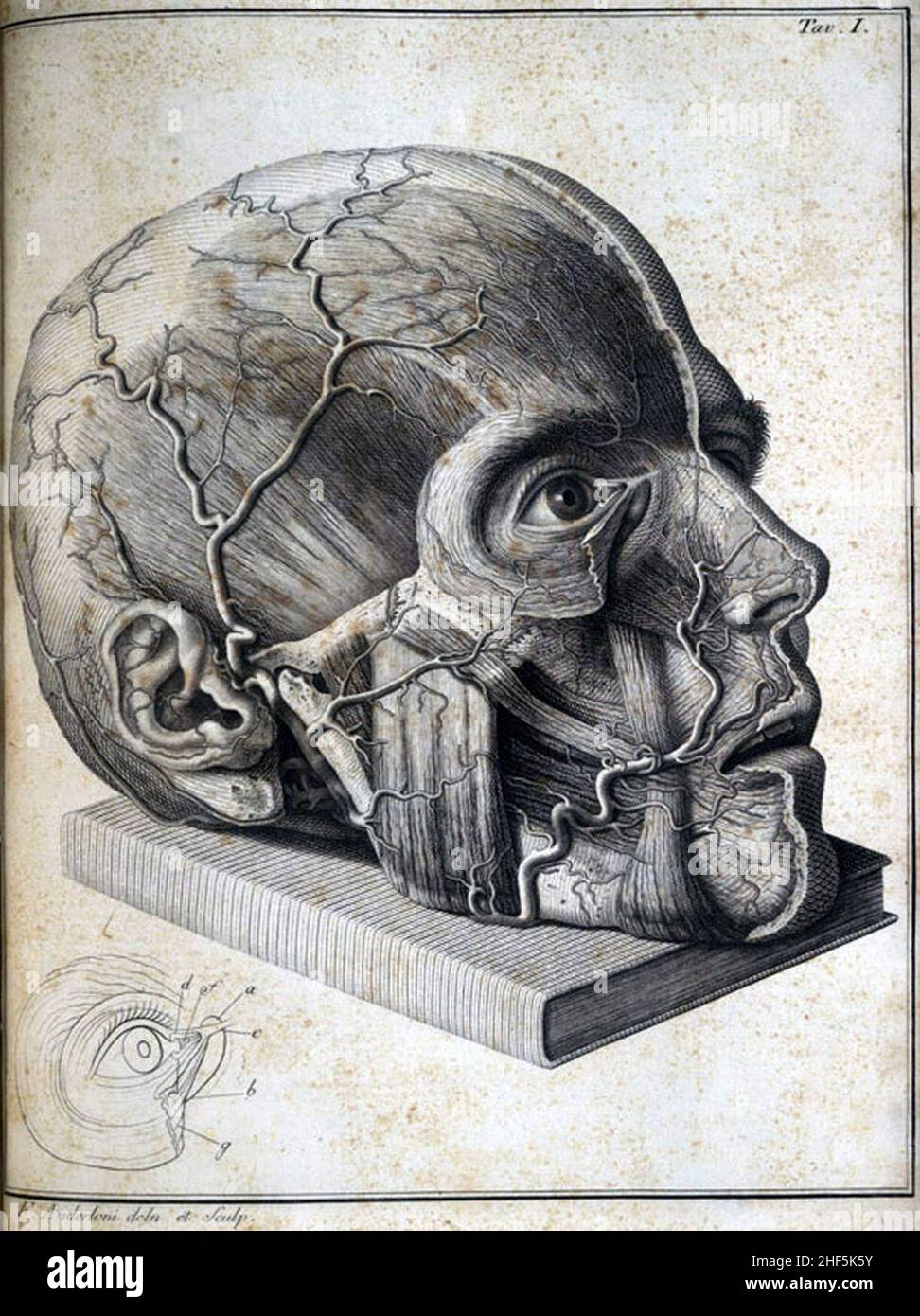 Scarpa face anatomy Stock Photo - Alamy