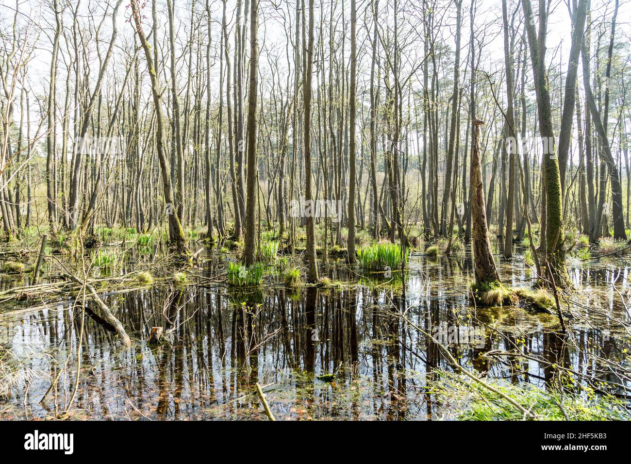 famous swamp area in usedom national park at Ueckeritz Stock Photo - Alamy