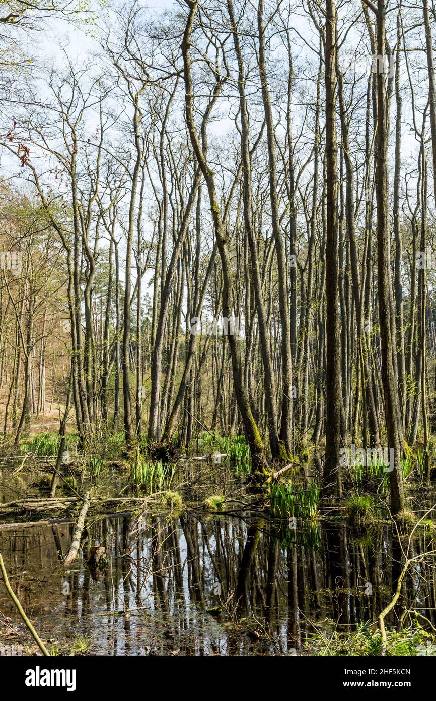 famous swamp area in usedom national park at Ueckeritz Stock Photo - Alamy