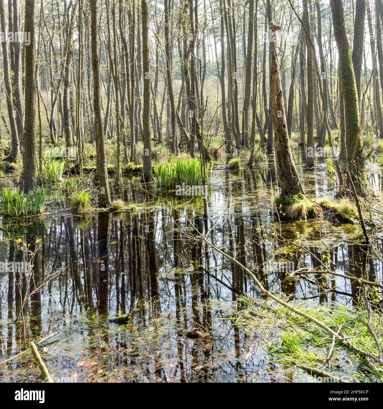 famous swamp area in usedom national park at Ueckeritz Stock Photo - Alamy