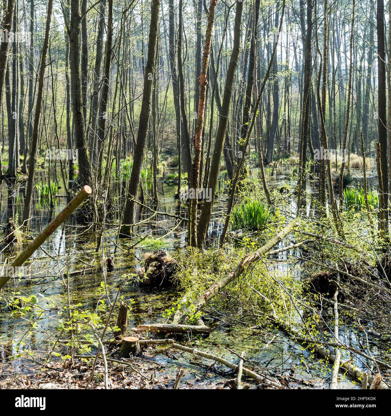 Amber Spas High Resolution Stock Photography and Images - Alamy