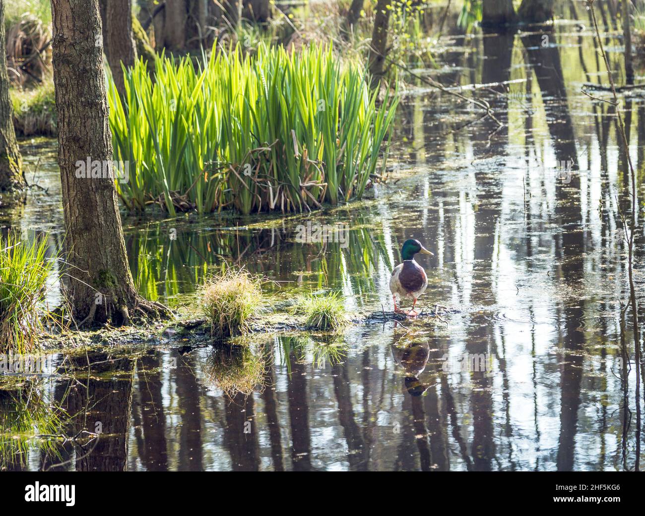dug in famous swamp area in usedom national park at Ueckeritz Stock ...
