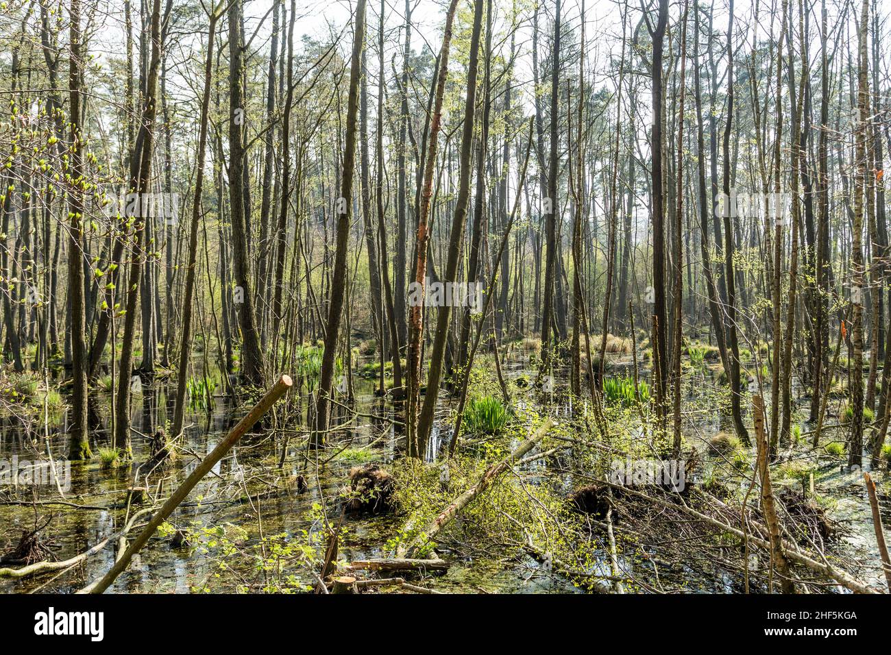 famous swamp area in usedom national park at Ueckeritz Stock Photo - Alamy