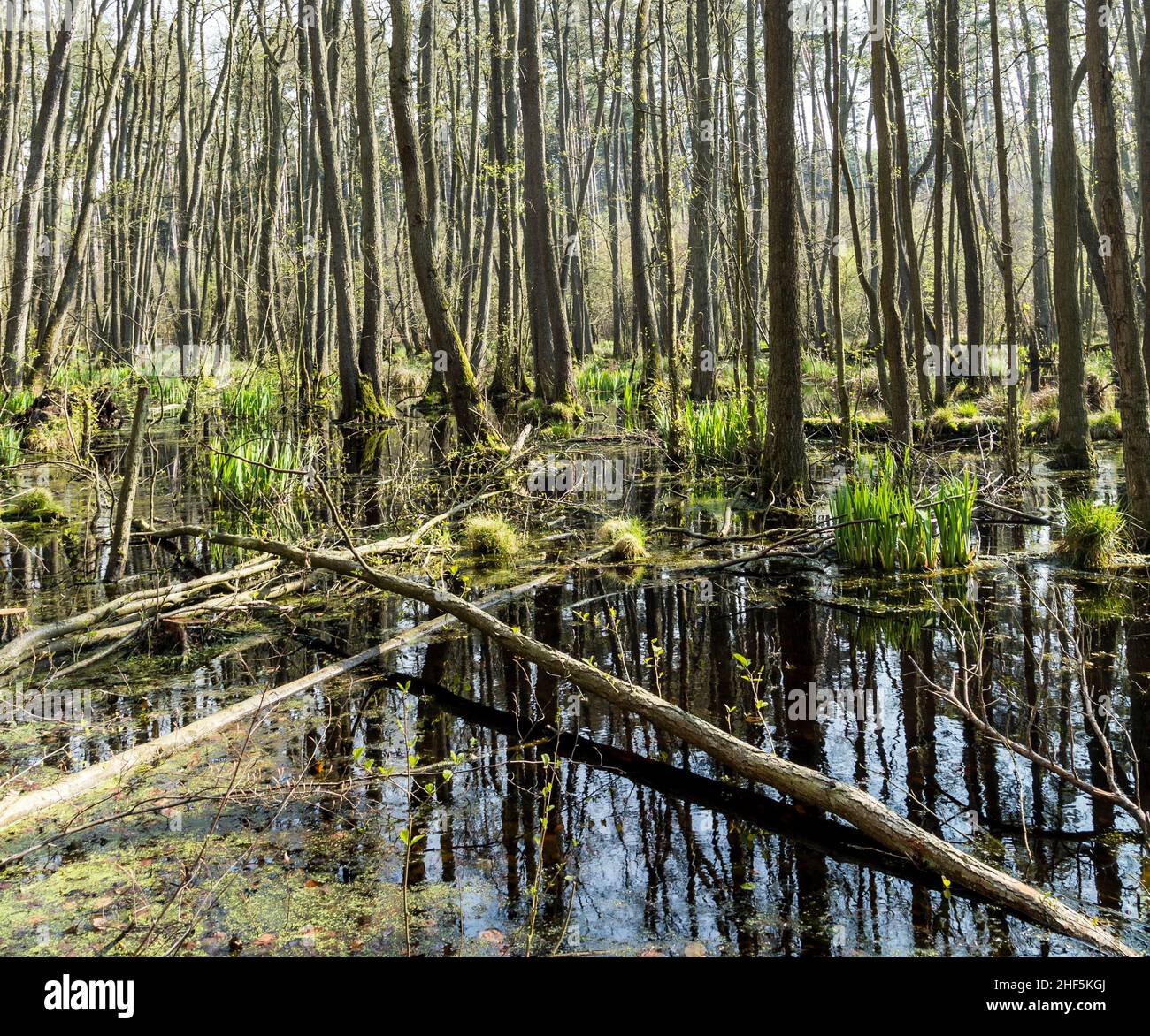 famous swamp area in usedom national park at Ueckeritz Stock Photo - Alamy