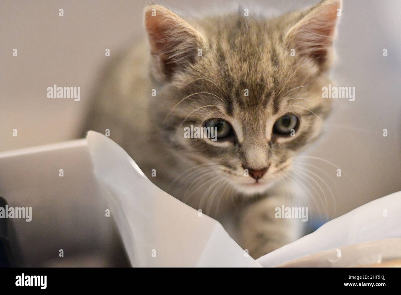 A beautiful, cute, fluffy, light grey, gray, tabby kitten, domestic cat ...