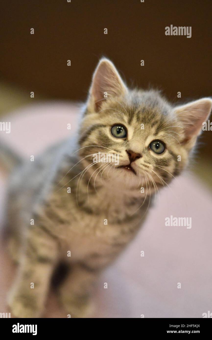 A beautiful, cute, fluffy, light grey, gray, tabby kitten, domestic cat ...