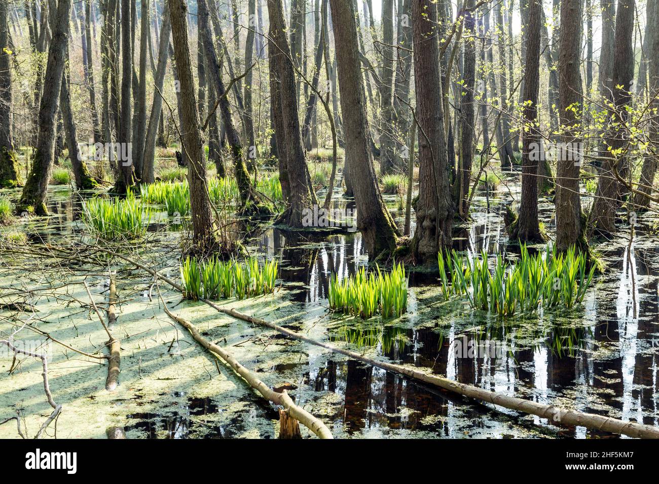 famous swamp area in usedom national park at Ueckeritz Stock Photo - Alamy