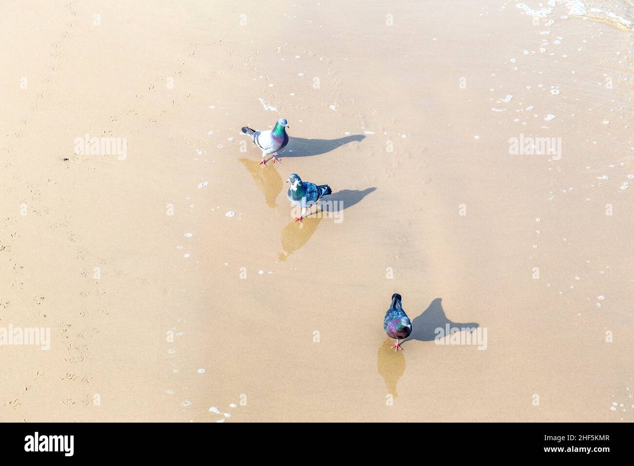Sea gull bird walking on the sand beach Stock Photo - Alamy