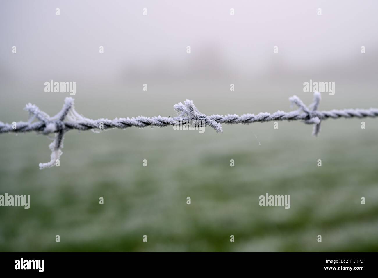 Frozen Barbed wire isolated from background Stock Photo - Alamy
