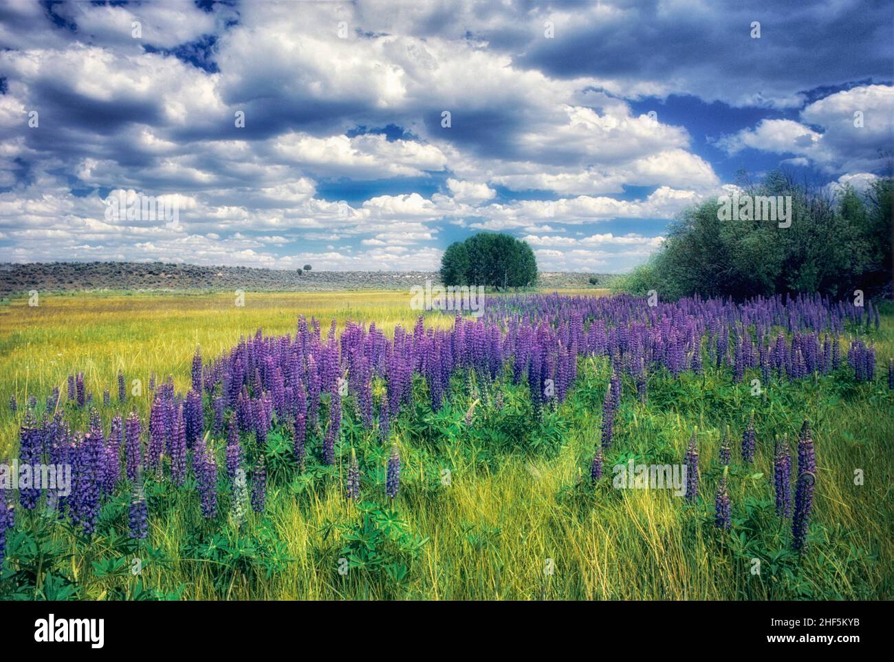 Meadow in eastern oregon with lupine flowers Stock Photo - Alamy