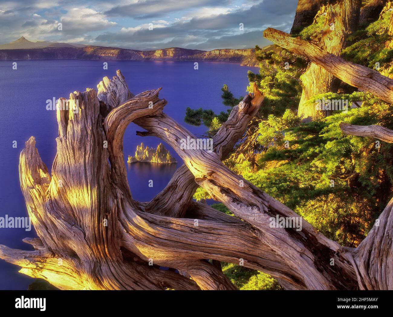 Crater Lake/Phantom Ship Island as seen through a twisted tree. Crater ...