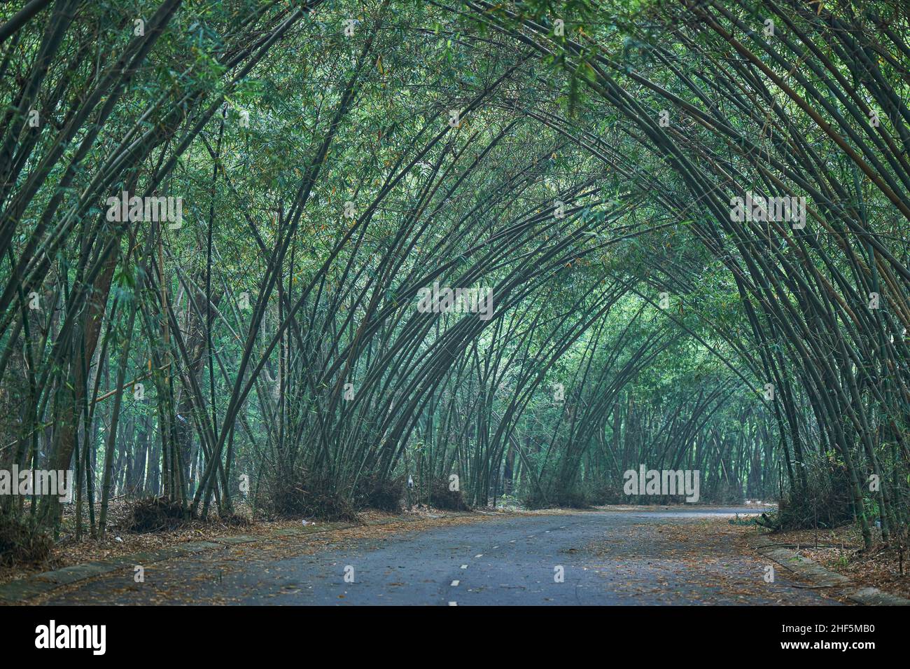 Bamboo bushes grow on a village road in a rural area of Vietnam Stock ...