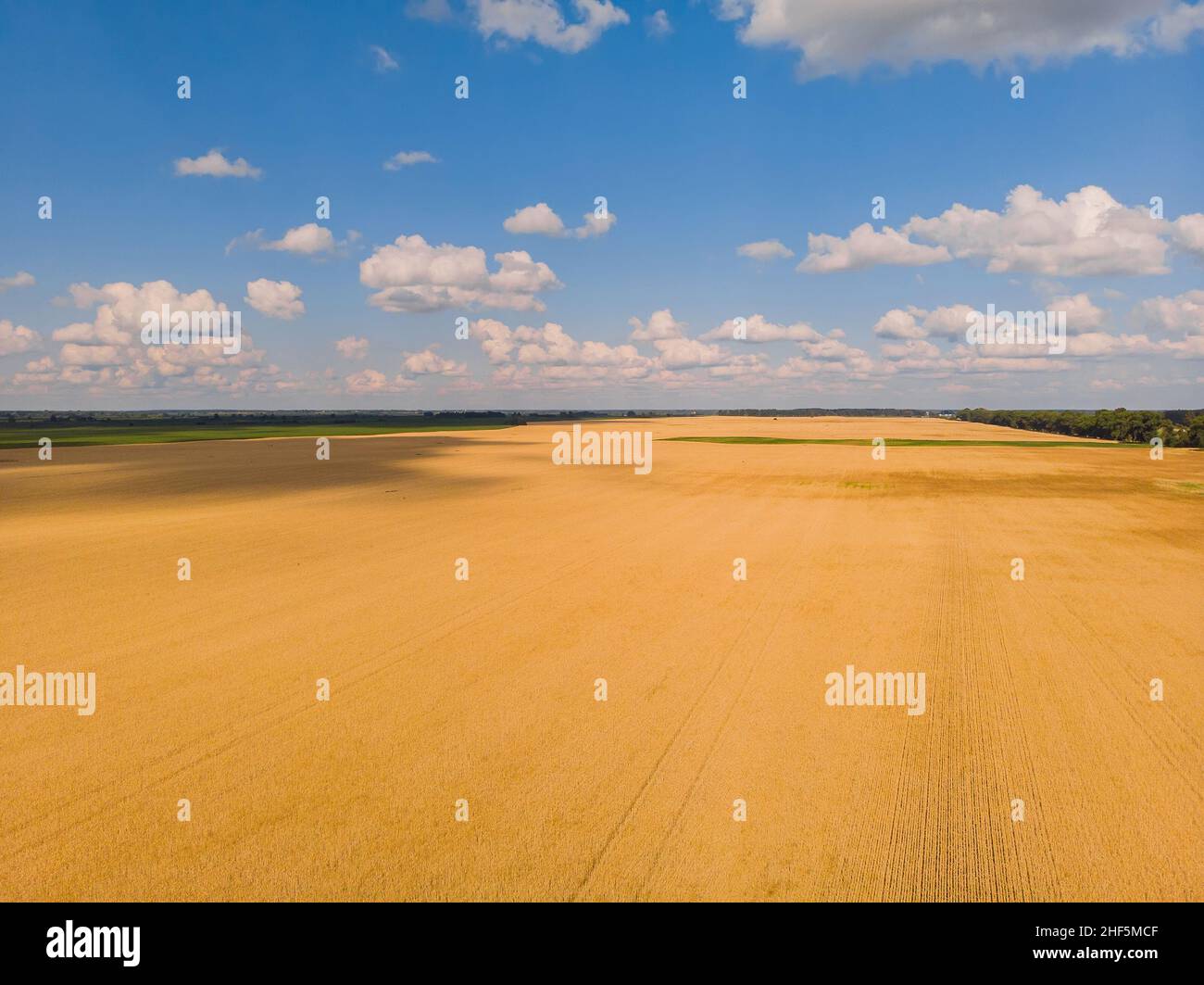Wheat field from a height, top view, photographed by drone Stock Photo ...