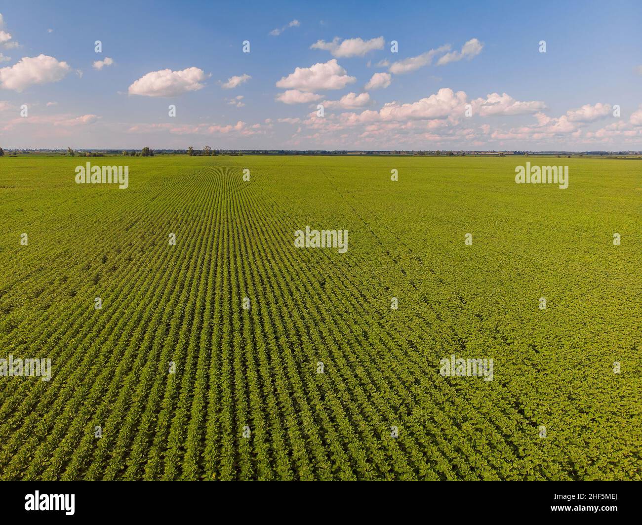 Top view field sunflower birds hi-res stock photography and images - Alamy
