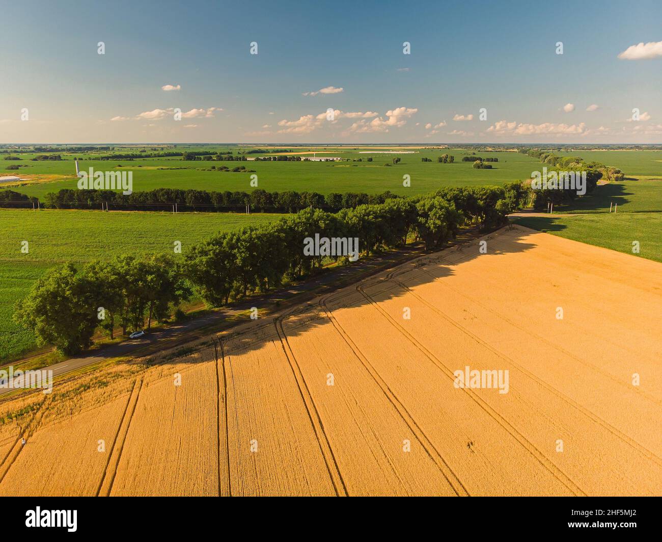 Wheat field from a height, top view, photographed by drone Stock Photo ...